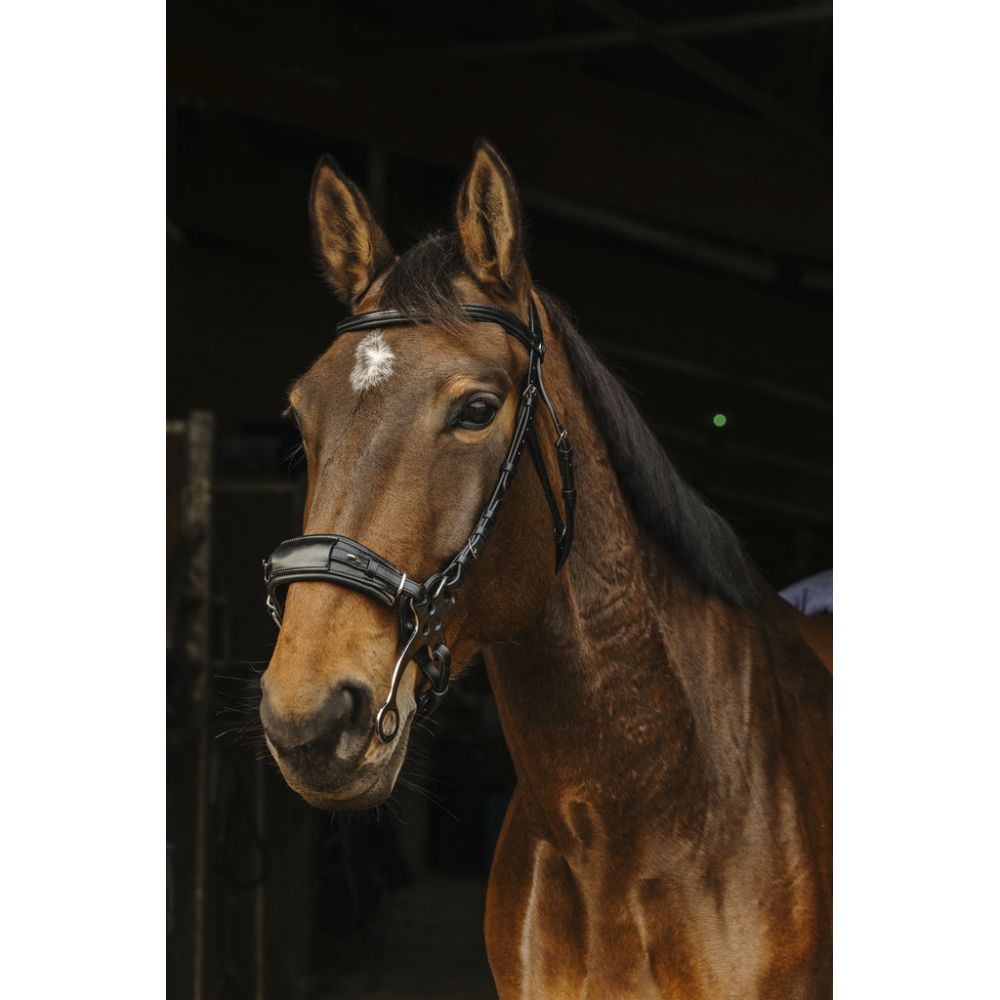 Bridon Norton Pro Hackamore - Selleriedurouergue
