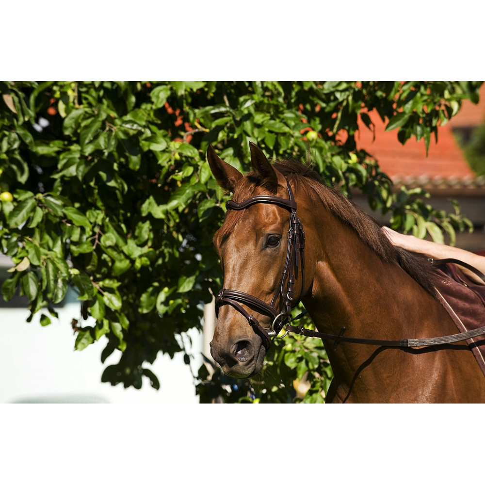 Bridon Riding World Arabesque - Selleriedurouergue